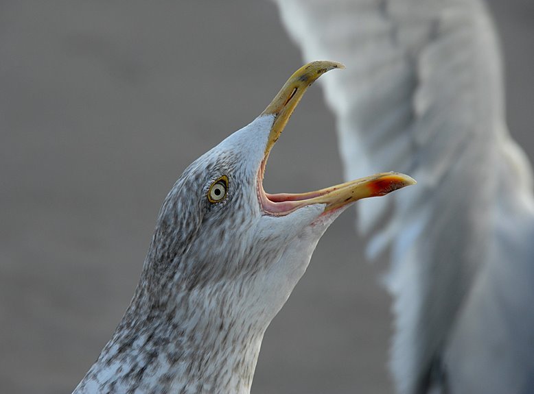 282586991 Call Attempt Behavior During Promotions - Morbag